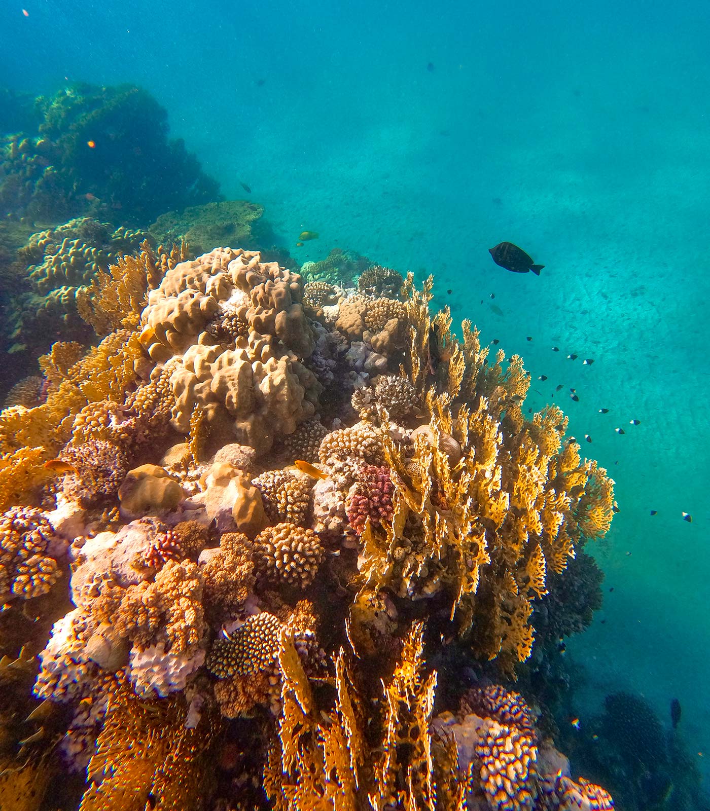 Faire de la plongée à Marsa Alam et sur la côte de la mer Rouge